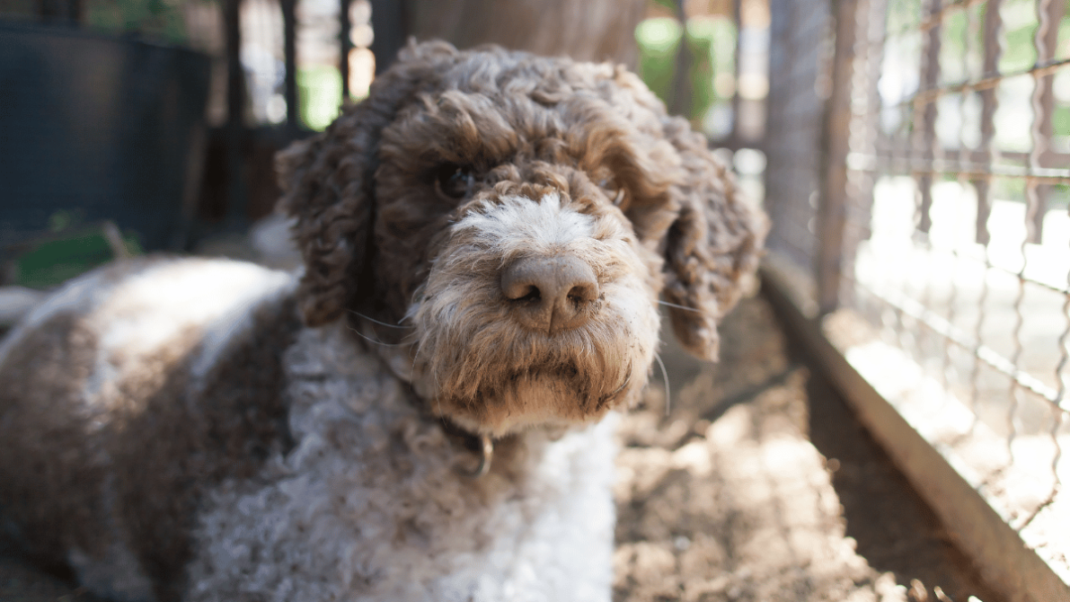 Lagotto Romagnolo - wszystko co powinieneś wiedzieć o tej rasie.